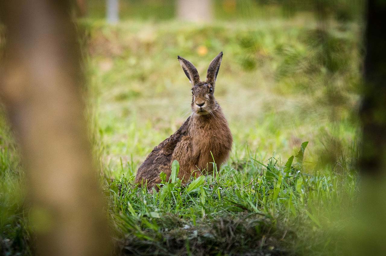 Harberton Manor - Studio73